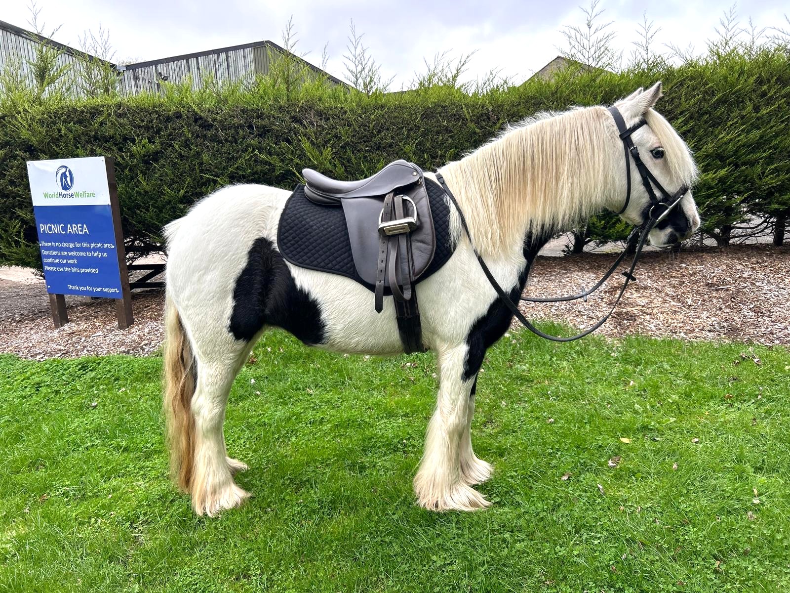 Rehome a horse | Meet Pumpkin - World Horse Welfare