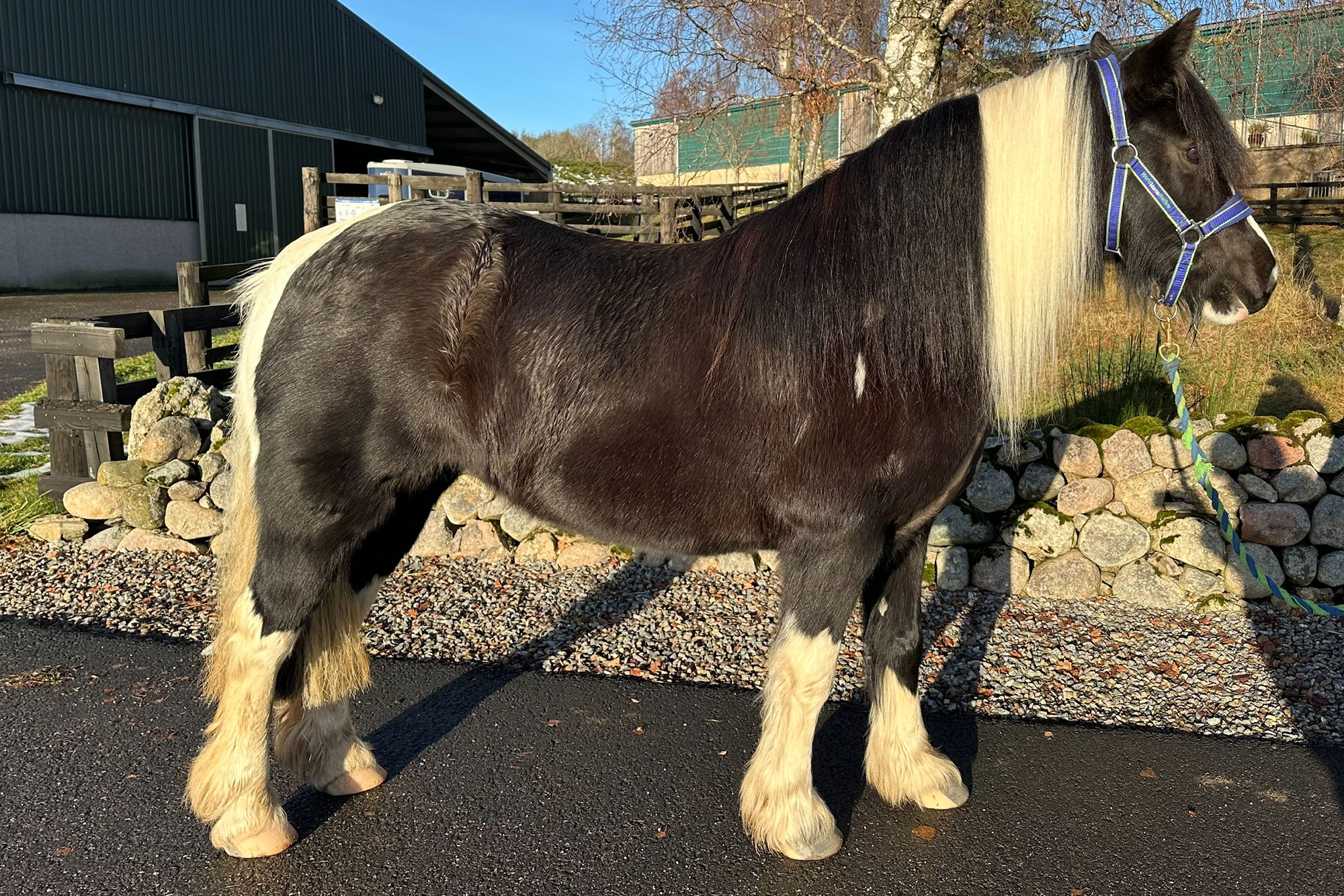 Rehome a horse | Meet Ino - World Horse Welfare