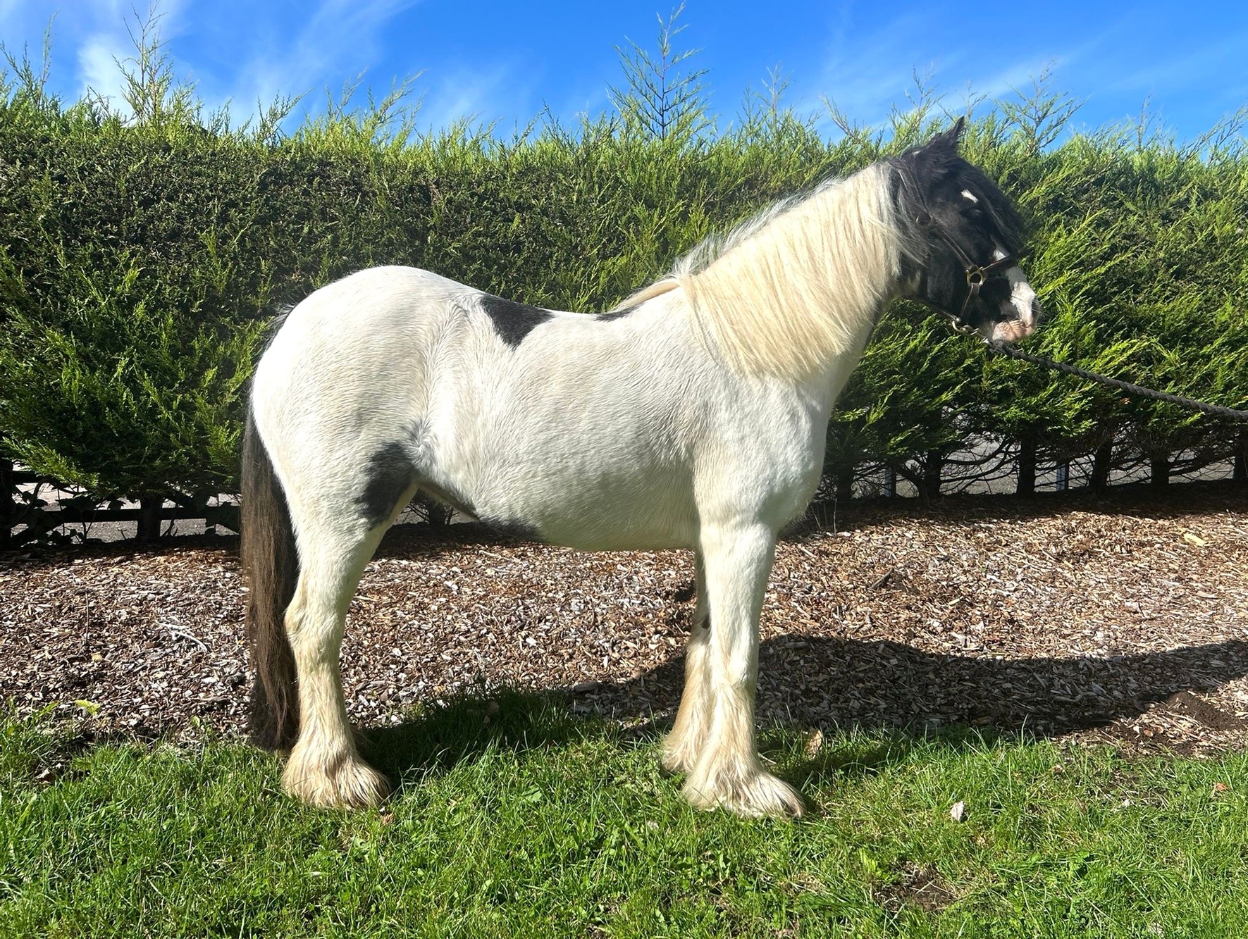 Rehome a horse | Meet Buffy - World Horse Welfare