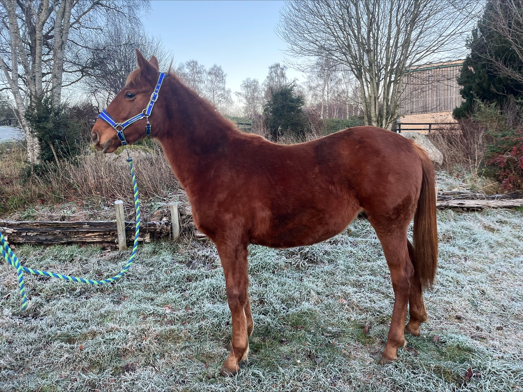 Rehome a horse | Meet Cinnamon (Scarlett) - World Horse Welfare