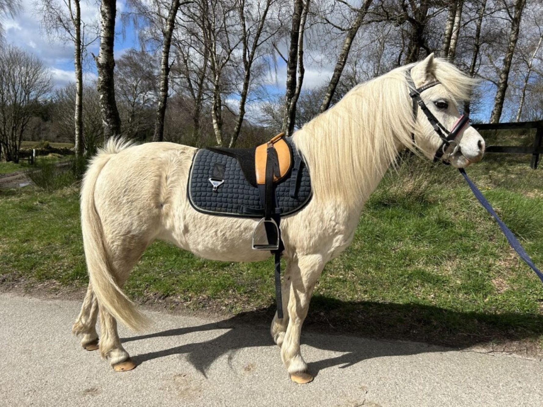 Rehome a horse | Meet Opal - World Horse Welfare