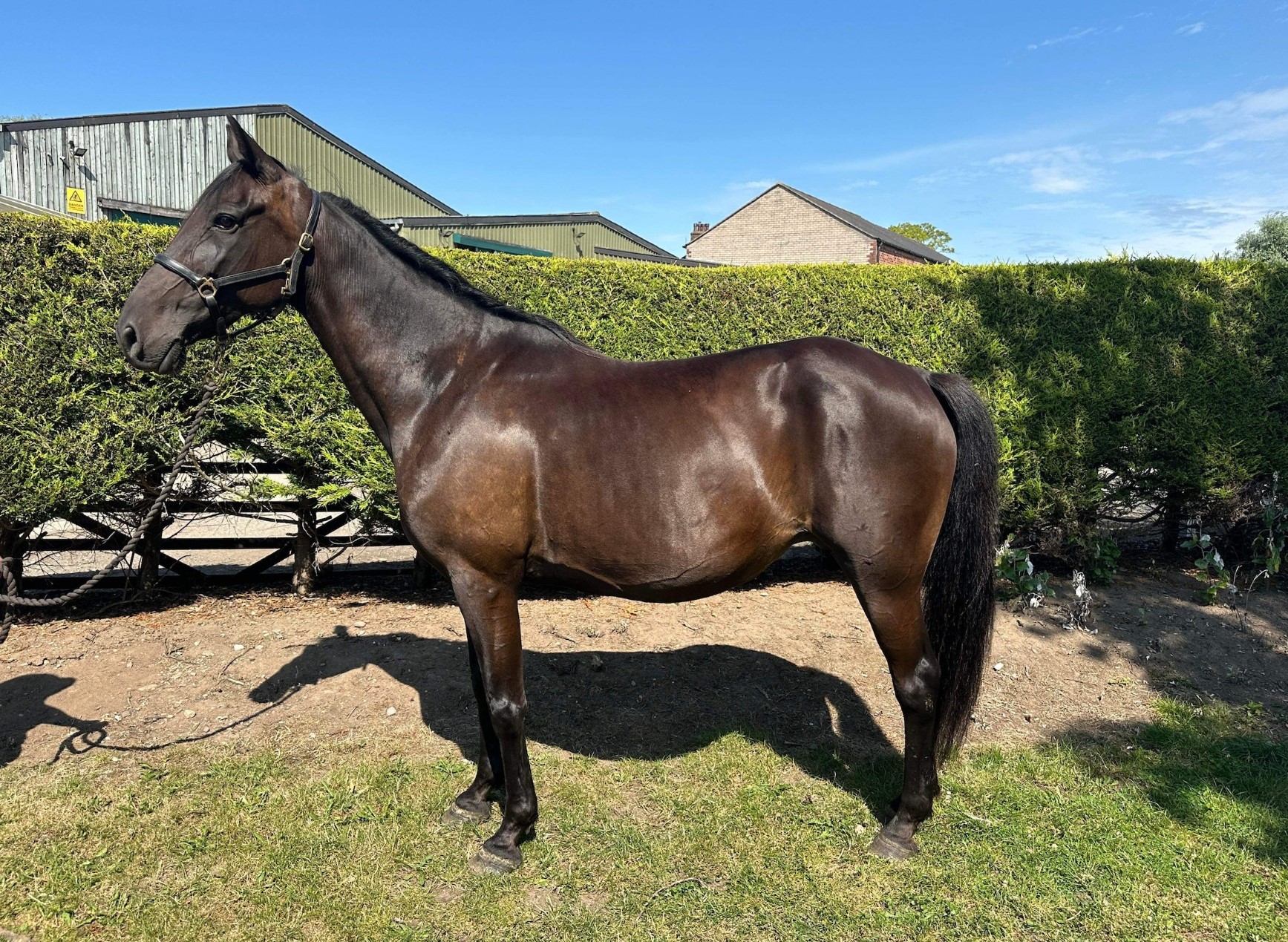 Rehome a horse | Meet Valerie (Phoebe) - World Horse Welfare