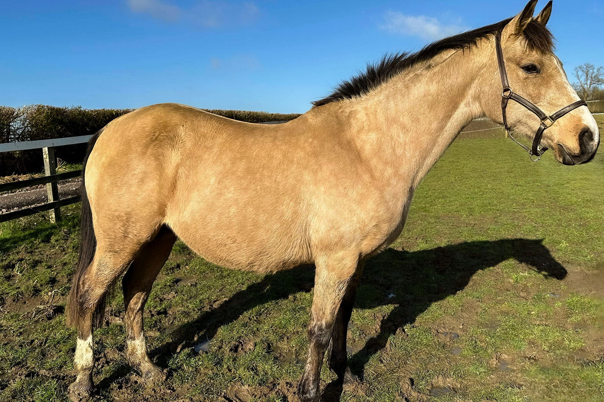 Rehome a horse | Meet Tulip - World Horse Welfare